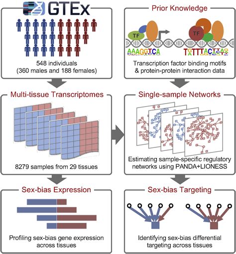 Sex Differences In Gene Expression And Regulatory Networks Across 29 Human Tissues Cell Reports