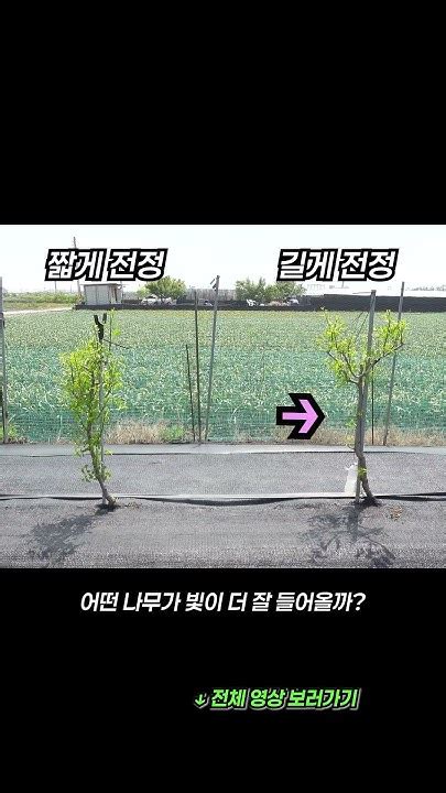 어떤 나무 모양이 더 좋은 건가요 여러분들의 사과대추나무는 어떻게 생겼나요 Youtube