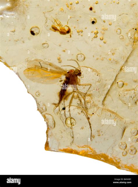Insects Trapped In Madagascar Copal Young Amber 10000 To 100000