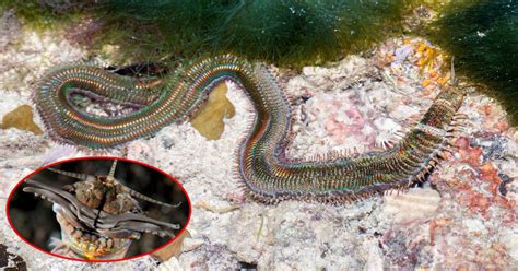 အဏ္ဏဝါပတ်ဝန်းကျင်မှာ နာမည်ဆိုးနဲ့ အကျော်ကြားဆုံးတွေထဲက တစ်ကောင်ဖြစ်တဲ့ ဘော့စ်တီကောင် Myanmarload