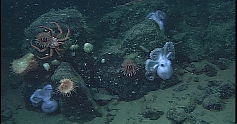 Look At These Octopodes Imgur