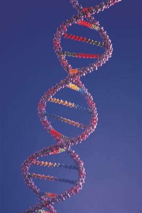 What Are The Relationships Between The Coding And Non Coding Strands Of Dna