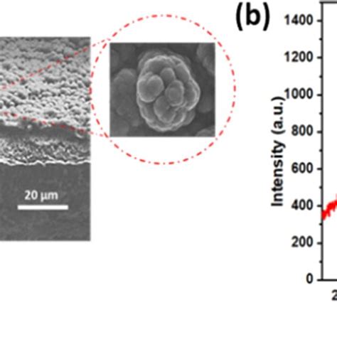 Electrodeposition Characteristics Of Ppy A Sem Image Of Trilayer Ppy