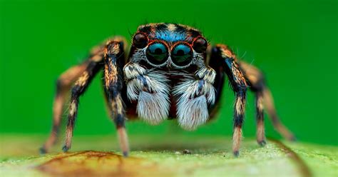 Spider Facts Spider Fiction The New York Times