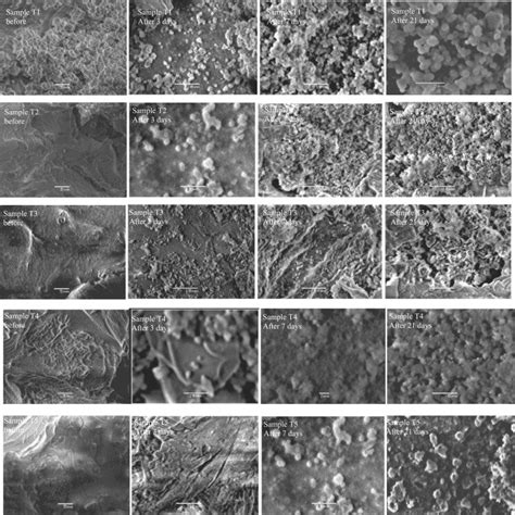 Sem Images Before And After Immersion In Sbf For 21 Days Download