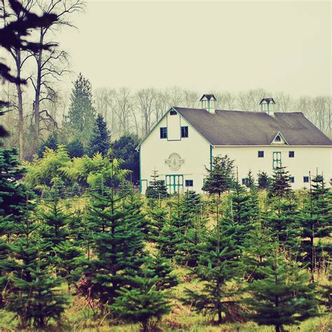 Carnation Tree Farm SnoValley Tilth
