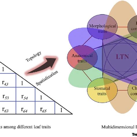 PDF Plant Trait Networks Improved Resolution Of The Dimensionality Of Adaptation
