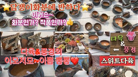 💖다육and풍경 2부💖 다육화분의 명품 담쟁이화분”을 만나다🤩 묵둥이들로 힐링~ ️다육식물다육이다육식물키우기스위트다육succulents多肉植物 Youtube