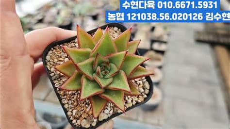 214수 수현다육 금다육 달님다육 식물 Youtube