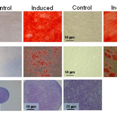Differentiation Of Human MSCs Characterization Of MSCs By Download Scientific Diagram