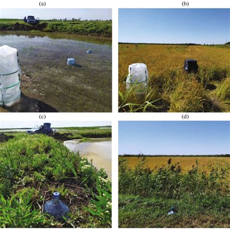 Measurements Of Methane Fluxes From Rice Paddy At The Stage Of A Rice Download Scientific