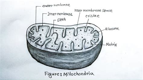 How To Draw A Mitochondria Easily Draw And Label Mitochondria Biology