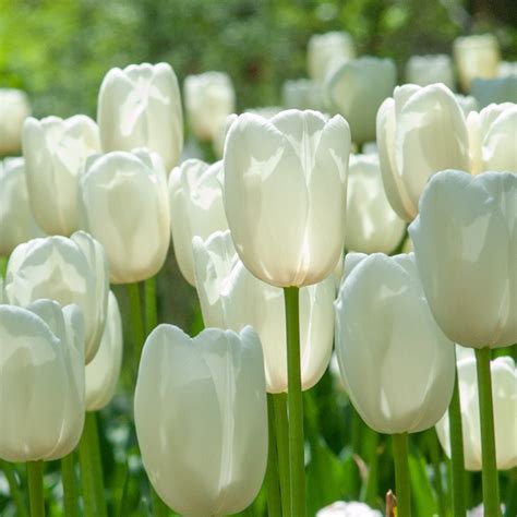 Đặc Điểm Nguồn Gốc Ý Nghĩa Về Hoa Tulip Chi Tiết Nhất