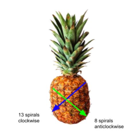 Magic Behind The Fibonacci Sequence Chalkdust