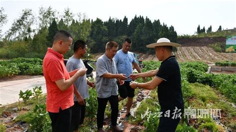 内江市东兴区：农技专家深入田间地头 指导抗旱保丰收工作四川在线