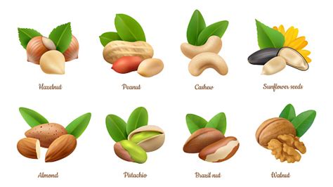 유기농 및 자연 식품 껍질과 잎이 있는 커널과 너트릿 세트 벡터 분리 헤이즐넛과 땅콩 캐슈와 해바라기 씨 아몬드와 피스타치오