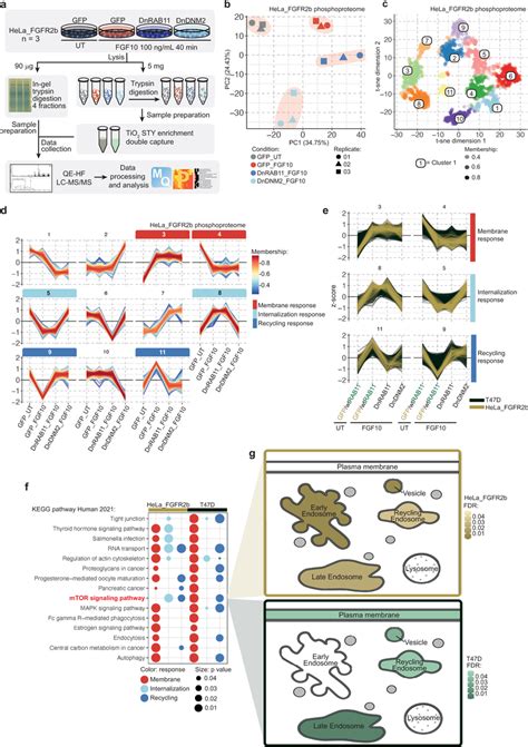 Phosphoproteomics Analysis Identifies Fgfr2b Internalisation And Download Scientific Diagram