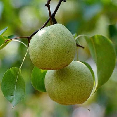 水果大全 水果种类大全带名称图片 芸果轩