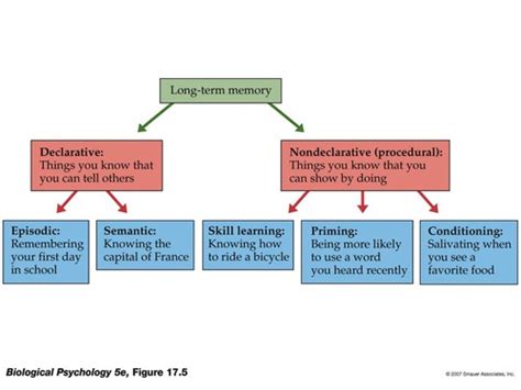 Neuroscience Chapter 13 Flashcards Quizlet