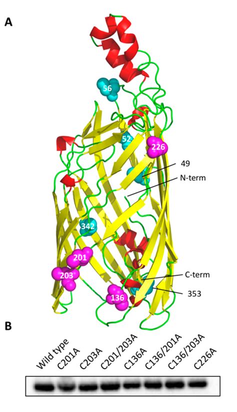 Clf Octopus Analyses Chlamydias Lesser Known Role In Respiratory