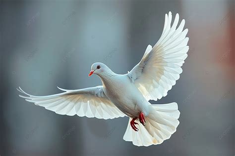 美しい白い鳩が飛んでいます 美しい鳥 鳩 バックグラウンド背景壁紙画像素材無料ダウンロード Pngtree