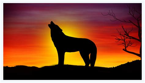 개와 늑대의 시간lheure Entre Chien Et Loup 유전자로 보는 개와 늑대 차이