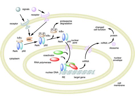 Omega 3脂肪酸和维生素c抑制nf Kb的表达 Omega 3 Fatty Acids And Vitamin C Inhibits Nf