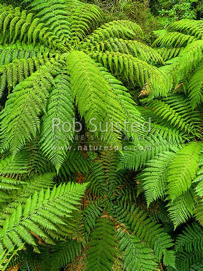 Soft Ferns Ferns And Climbers Celtic Wildflowers