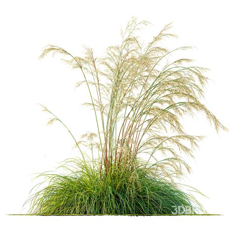 Ntal Grass Set Combines Two Iconic And Highly Architectural Species