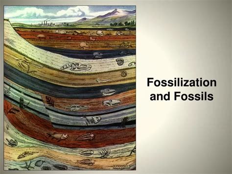 PPT Fossilization And Fossils PowerPoint Presentation Free Download ID