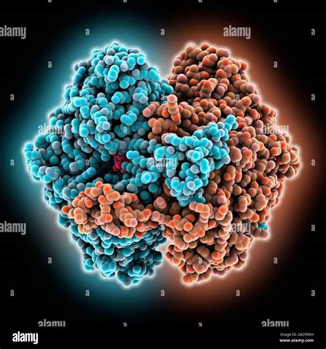Phosphoglucose Isomerase Molecule Molecular Model Of A Rabbit Phosphoglucose Isomerase Molecule