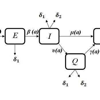 Diagram Of The Age Structured Model Download Scientific Diagram