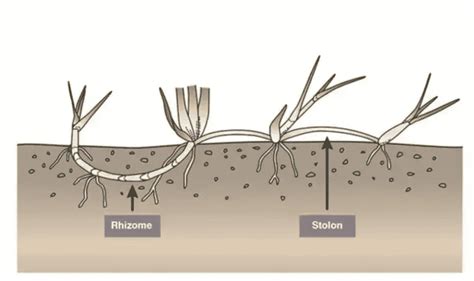 Bermuda Grass Care And Maintenance Tips Ng Turf