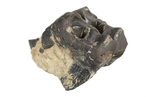 68 Fossil Eocene Mammal Plagiolophus Molar France 248662 For Sale