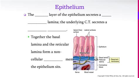 Ppt Understanding Tissues The Cellular Framework Of Organismal
