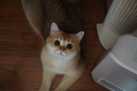 Demo Resources For Demo · Issue 1144 · Open Mmlabmmpose · Github