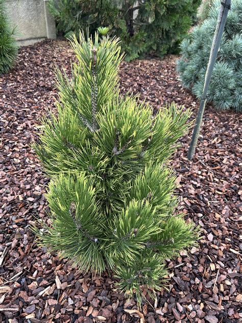 Pinus Heldreichii Cultivars Herman Geers