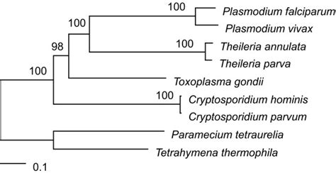 The Apicomplexan Species Tree Maximum Likelihood Tree Generated From Download Scientific