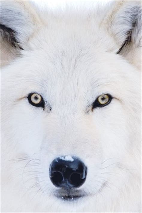 Anthro Arctic Wolf