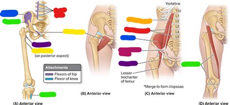 Diagram Of Hip Flexors Extensors Quizlet