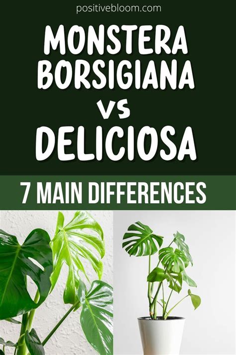 Guide To Variegated Monstera Artofit