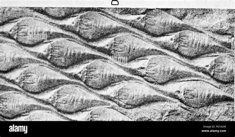 This Illustration Shows The Fossilized Remains Of Lepidodendron A Genus Of Extinct Tree Like