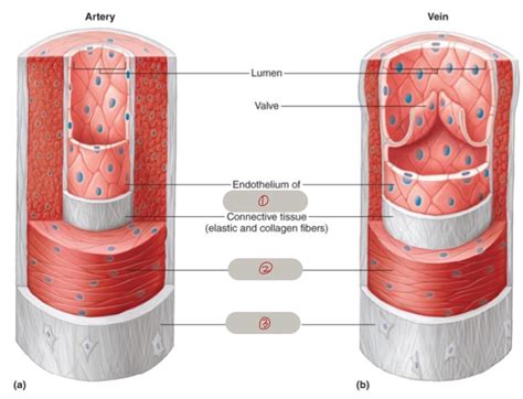 Ch15 5 Arterioles 다이어그램 Quizlet