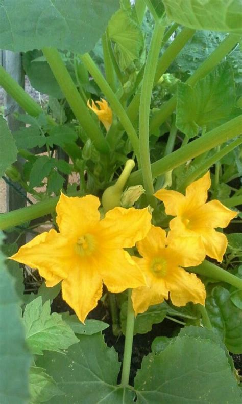 Squash Flowers