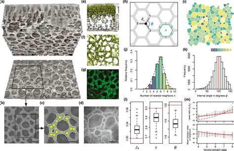 Mesophyll Cell Structure