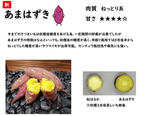 楽天市場2025年 予約商品 あまはずき 10本 サツマイモ切り苗登録品種 品種登録出願番号 第35402号 海外持ち出し禁止