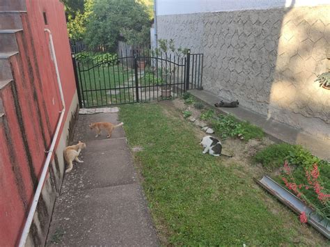 Will Aot Compilation Replace Jit In The Long Run R Java