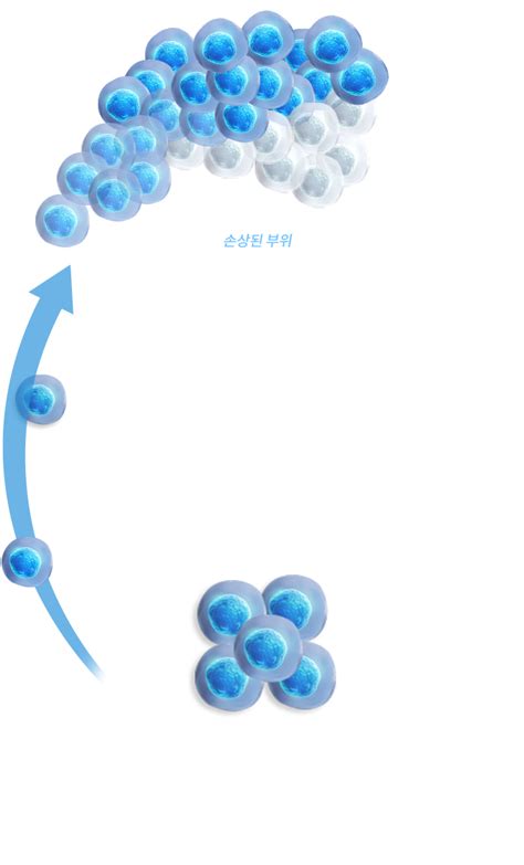 줄기세포란 줄기세포 N Biotek
