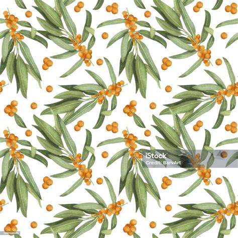 바다 갈매 나무속 열매와 잎 수채화 원활한 패턴 꿀 허브 흰색 배경에 패턴을 반복합니다 가을에 대한 스톡 벡터 아트 및 기타 이미지 가을 갈매나무 건강관리와 의술