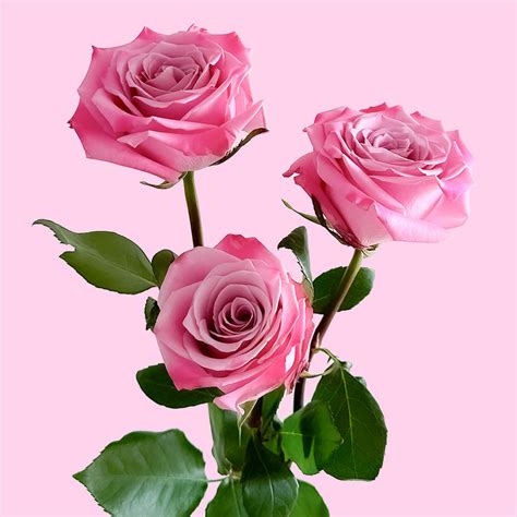 Babaloo Rose Sami Sacha Flowers